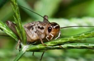 Do Crickets Bite? Any Symptoms of A Bite?