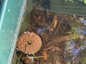 How to Use Mosquito Dunks: Controlling Infestations with a Mosquito Trap